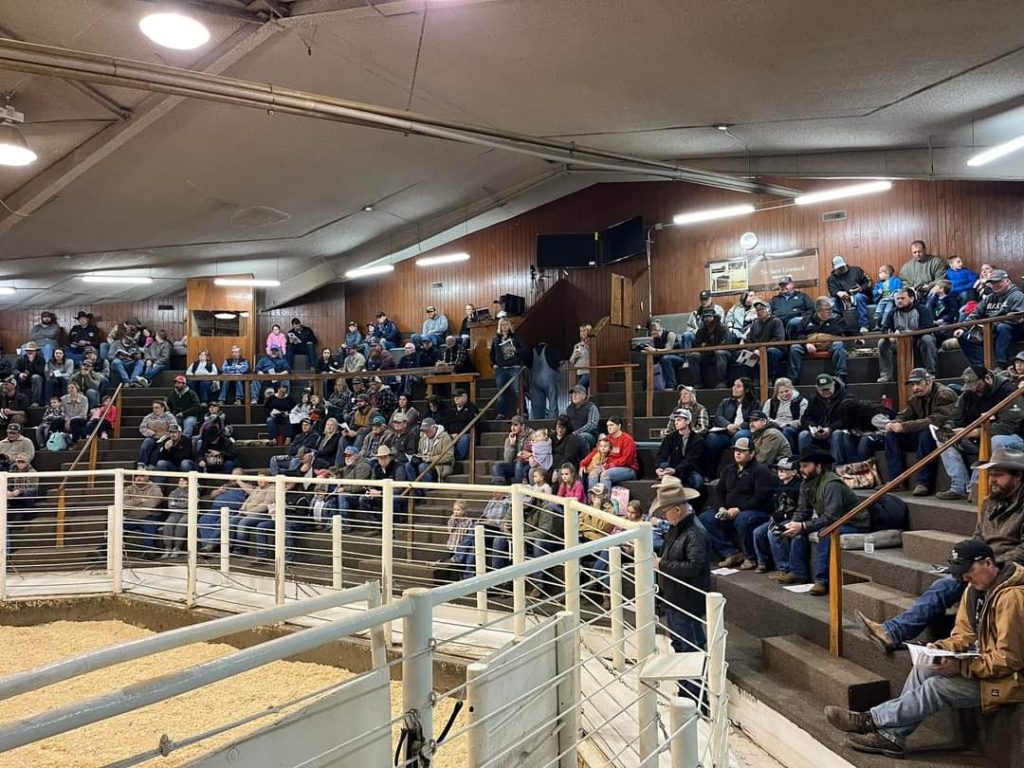 Ruggles Angus Annual Production Sale | TSLN.com