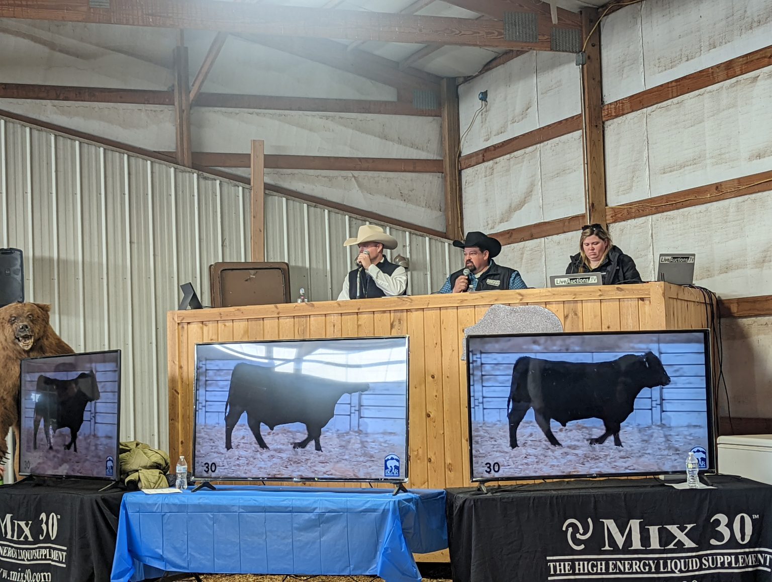 Bear Mountain Angus Annual Bull Sale | TSLN.com