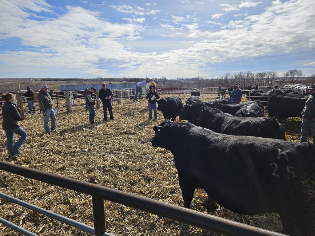 Koupals B&B Angus | TSLN.com