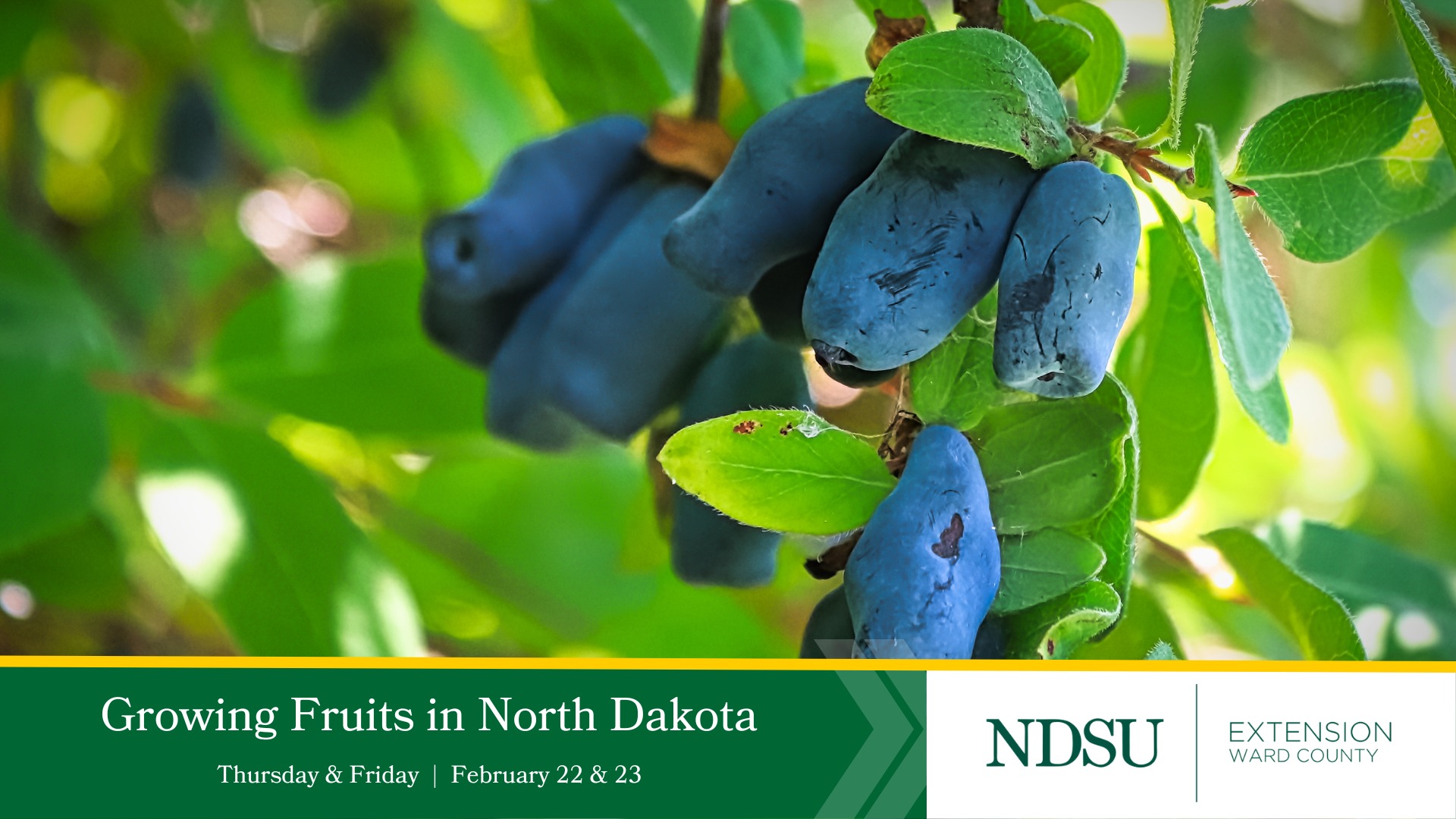 NDSU Extension: Growing Fruits in North Dakota | TSLN.com