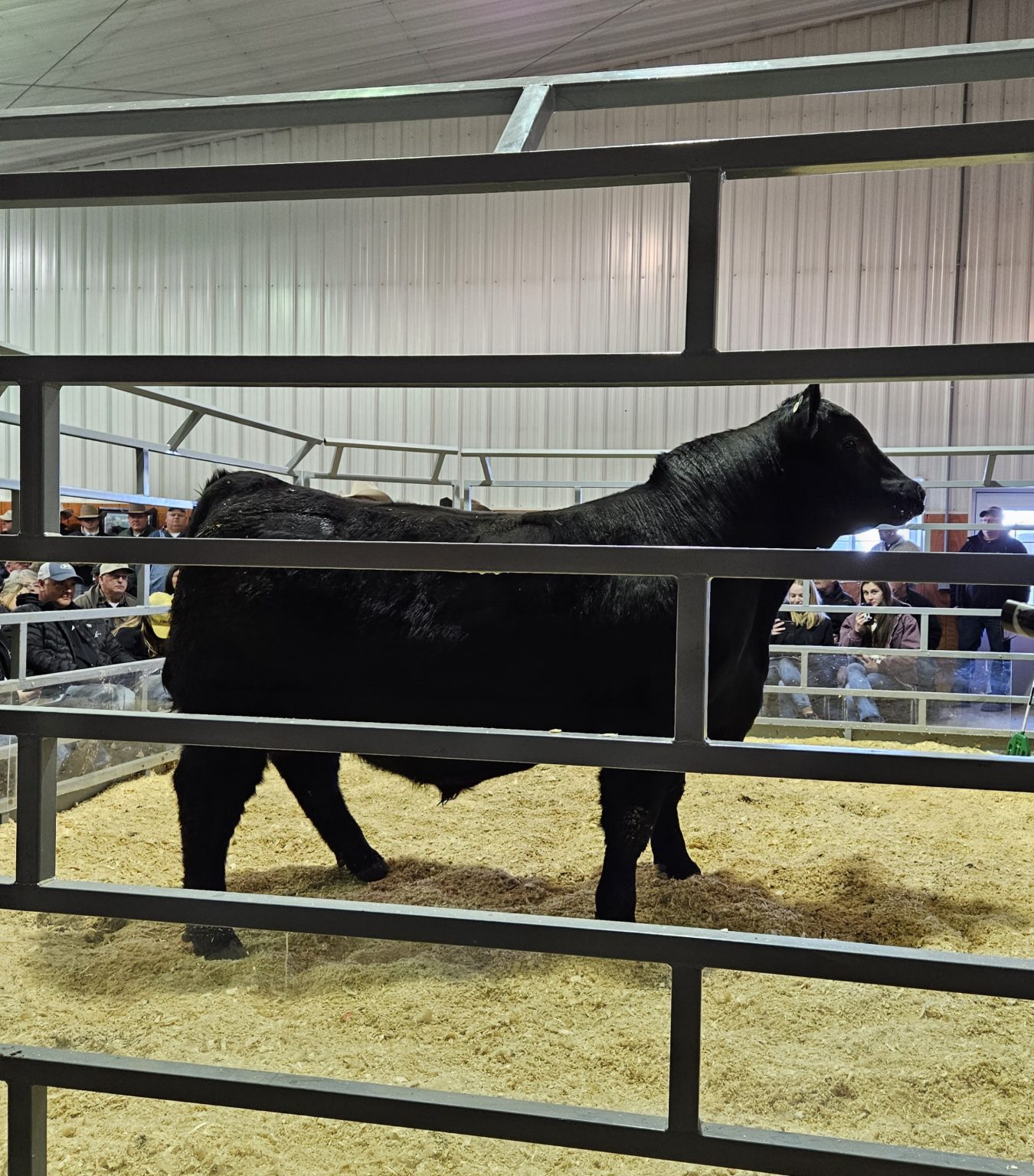 Schiefelbein Angus Farms | TSLN.com