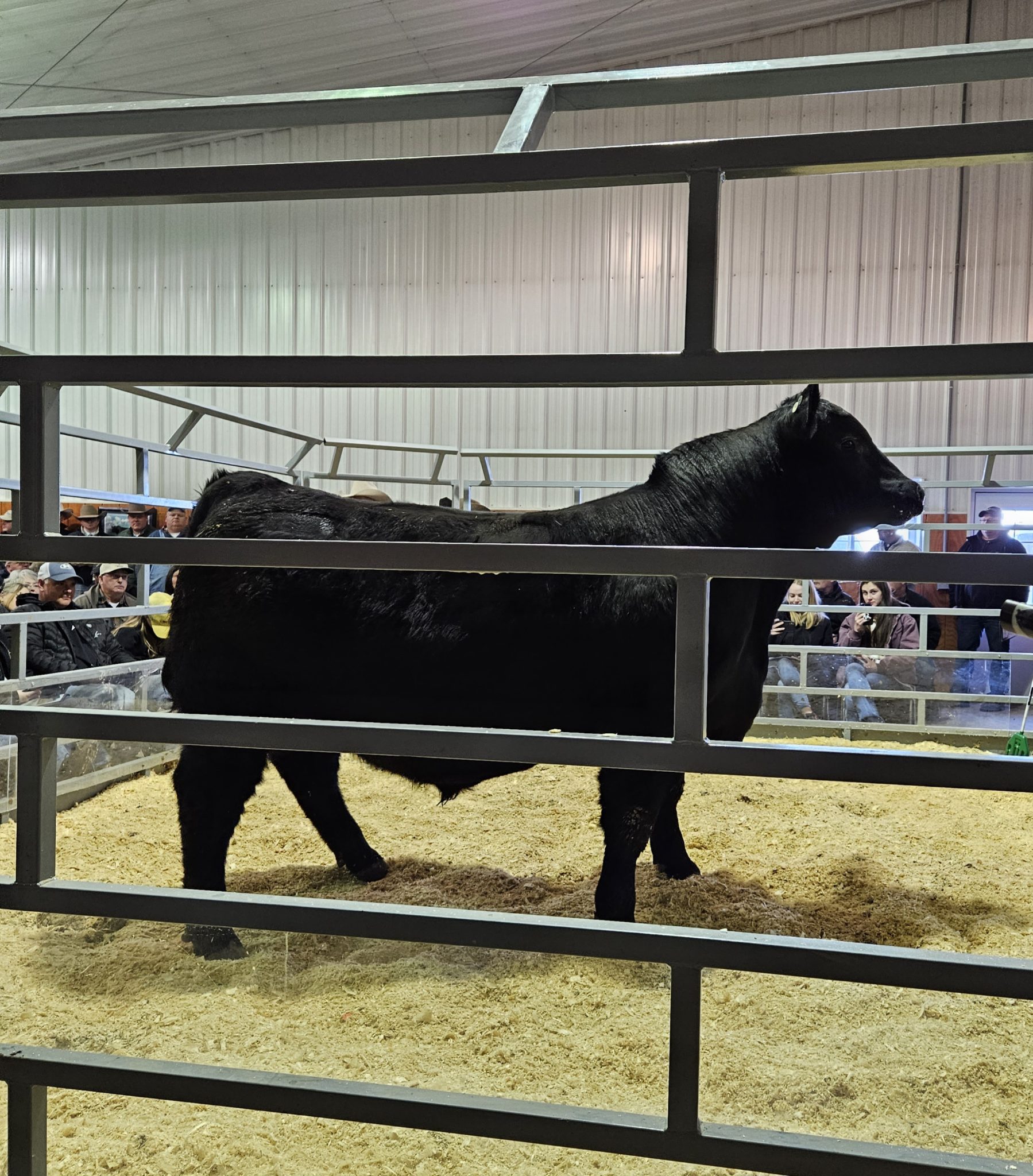 Schiefelbein Angus Farms | TSLN.com