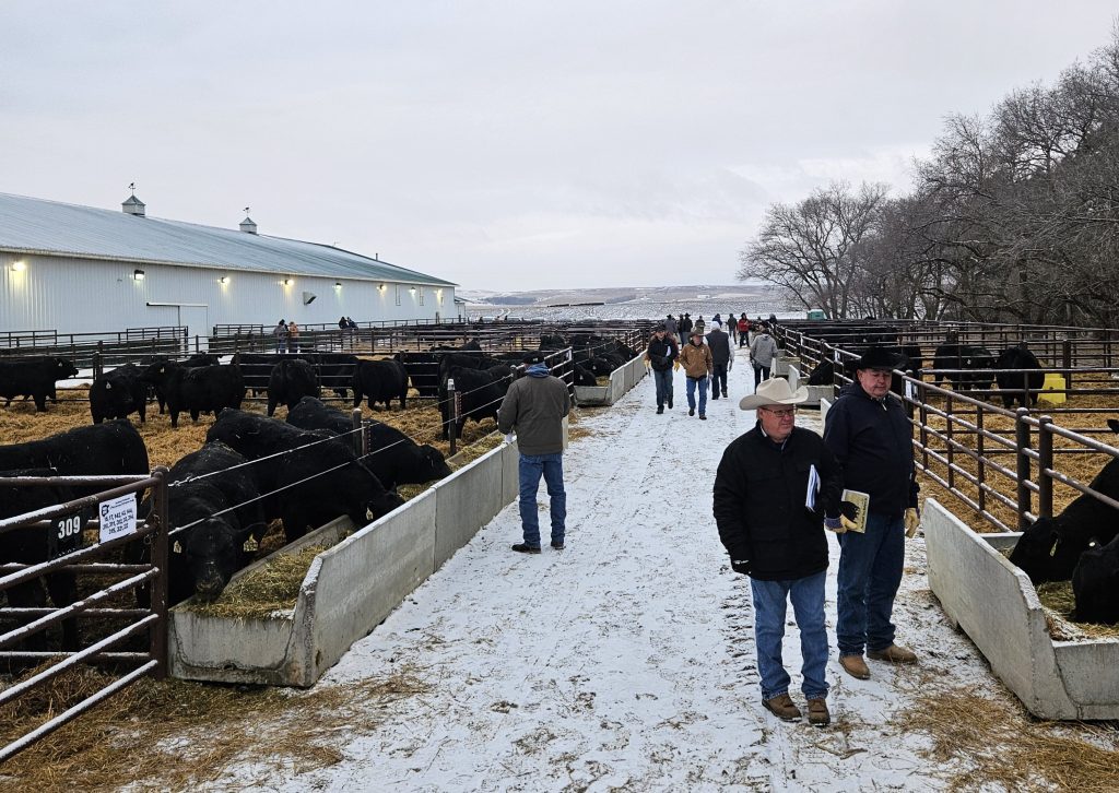 Schaff Angus Valley 121st Production Sale | TSLN.com