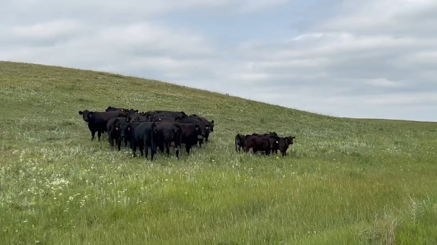 Virtual Fencing | TSLN.com