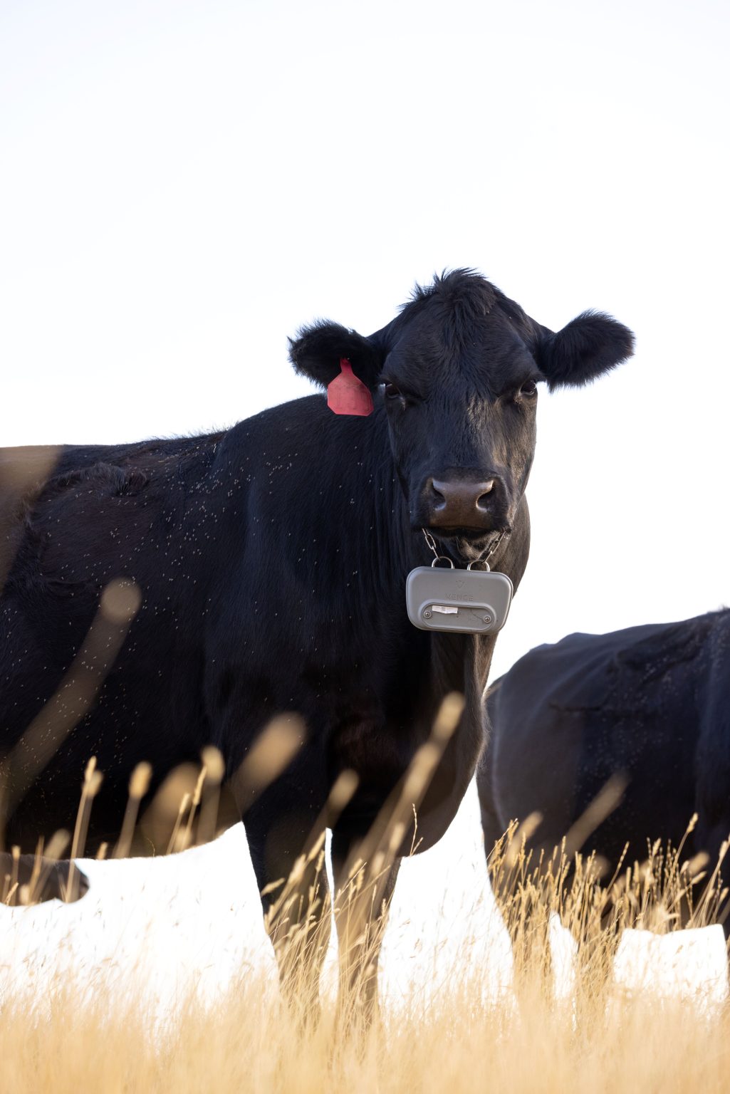 Virtual Fencing | TSLN.com
