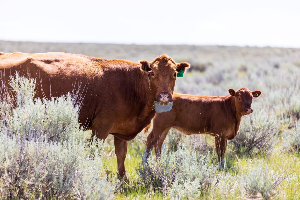 Virtual Fencing | TSLN.com