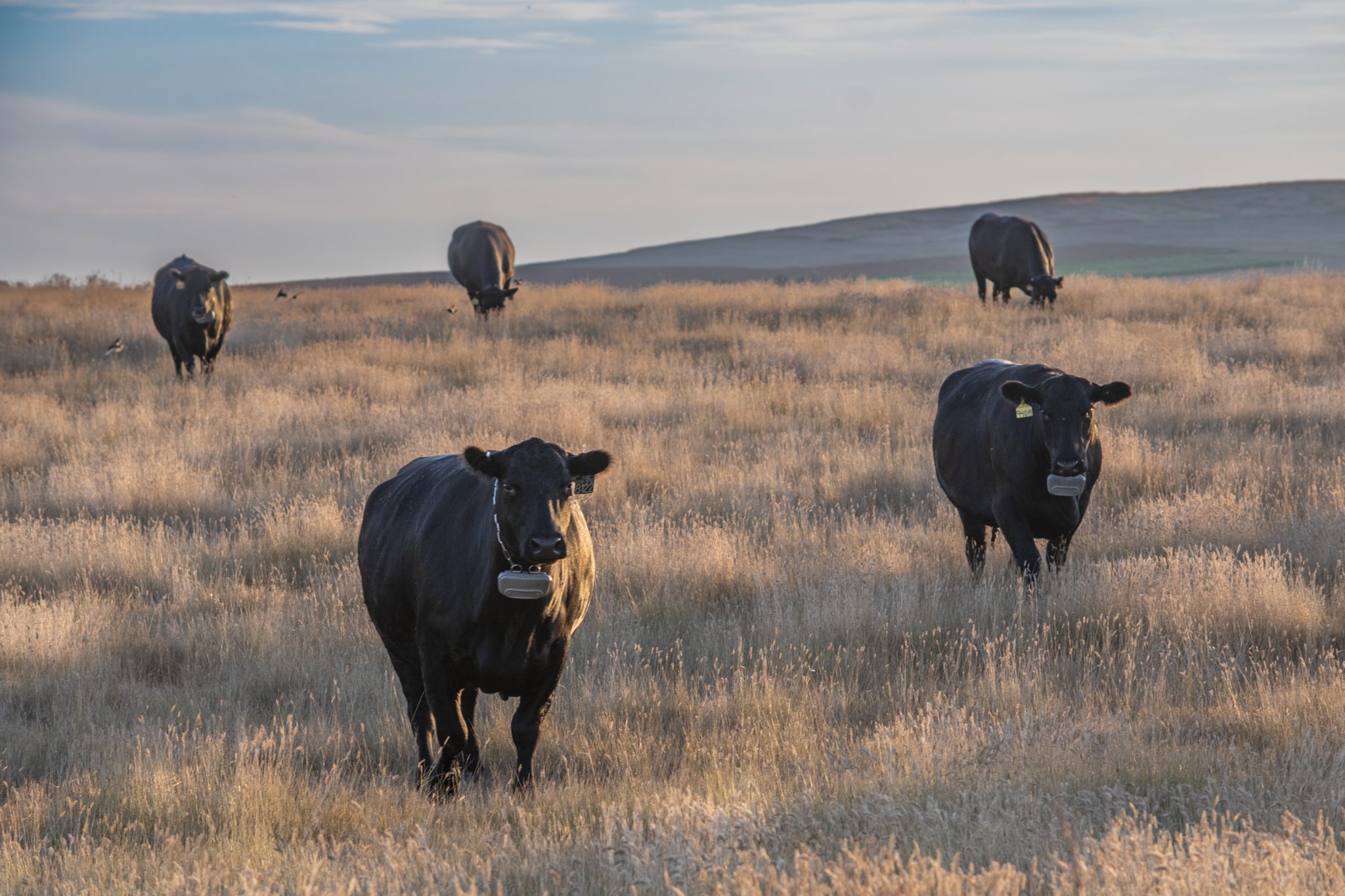 Virtual Fencing | TSLN.com