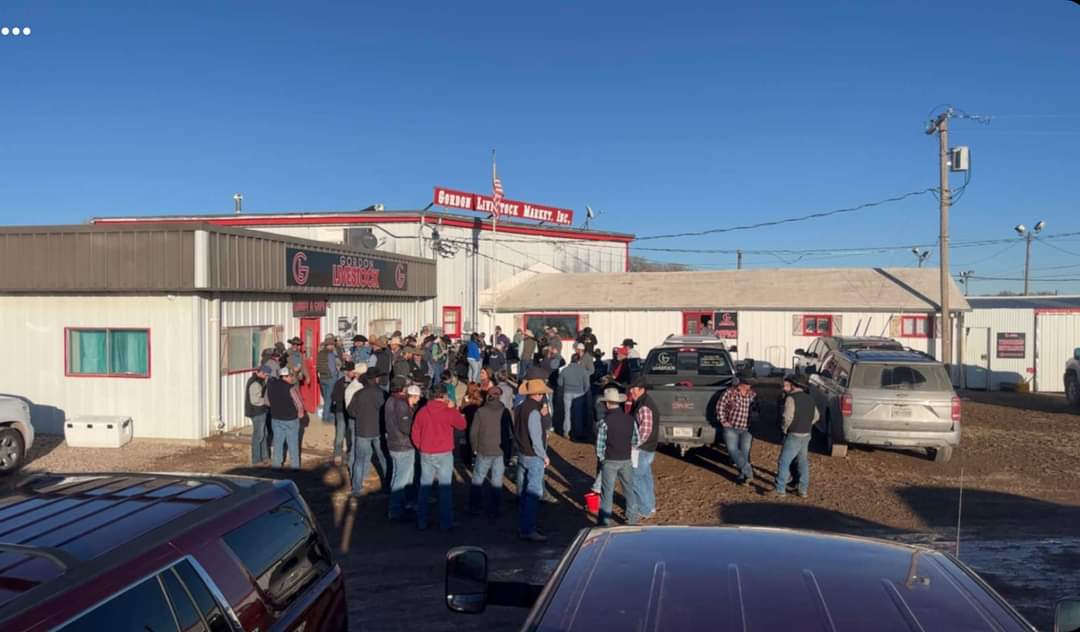 HoosCow Angus Annual Bull Sale | TSLN.com