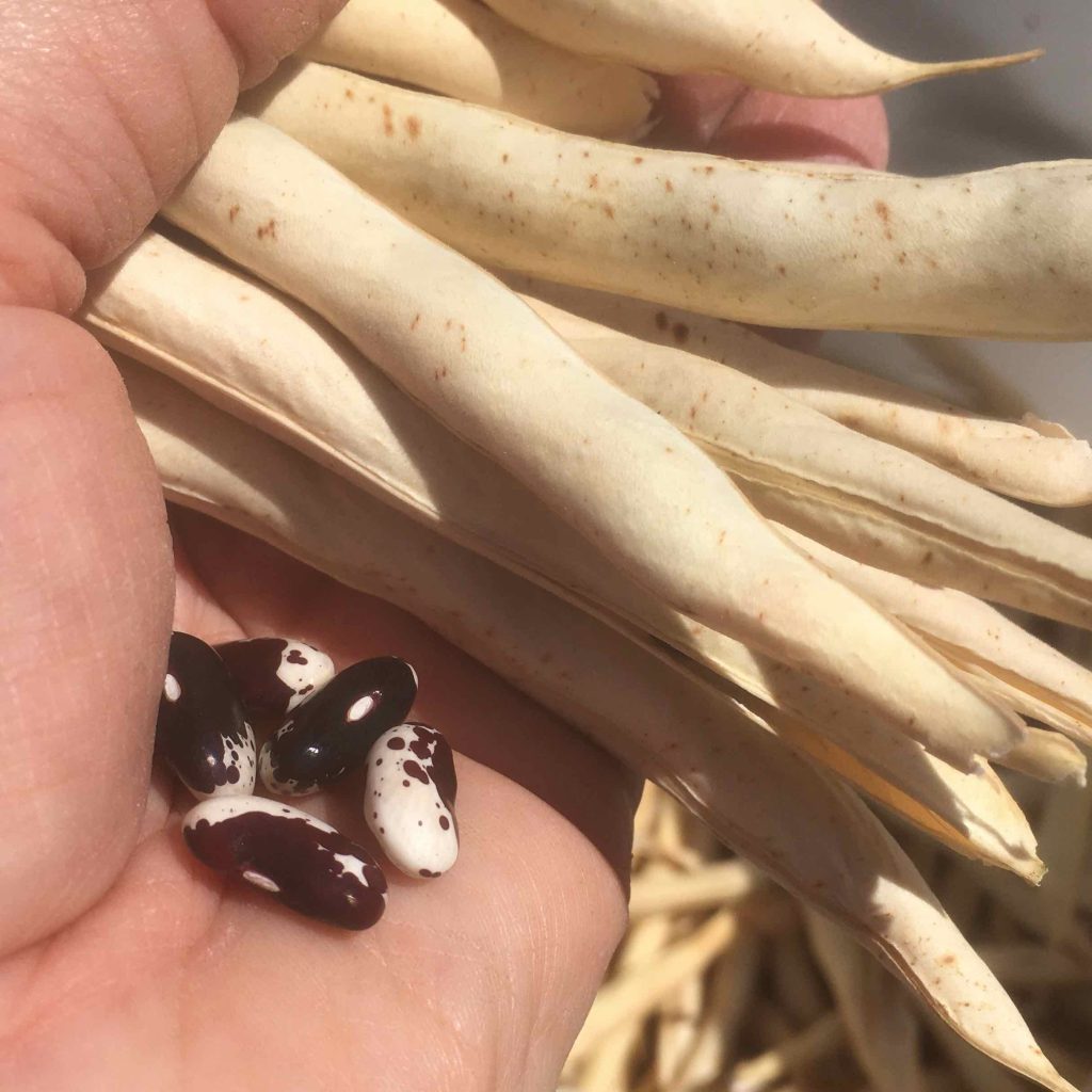Seeds With a Story: Prairie Road Organic Seed | TSLN.com