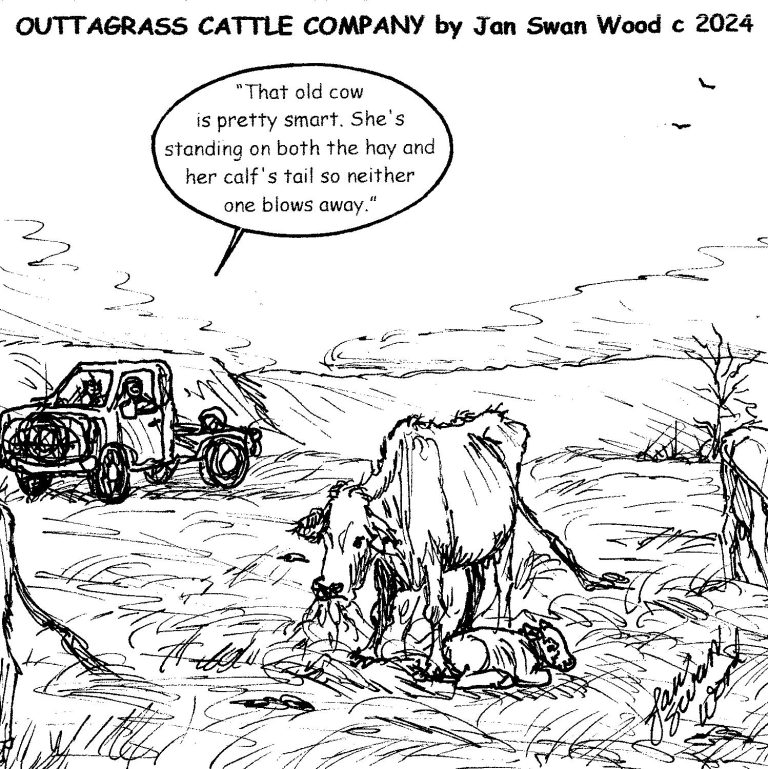 Outtagrass Cattle Co. cartoon by Jan Swan Wood | TSLN.com
