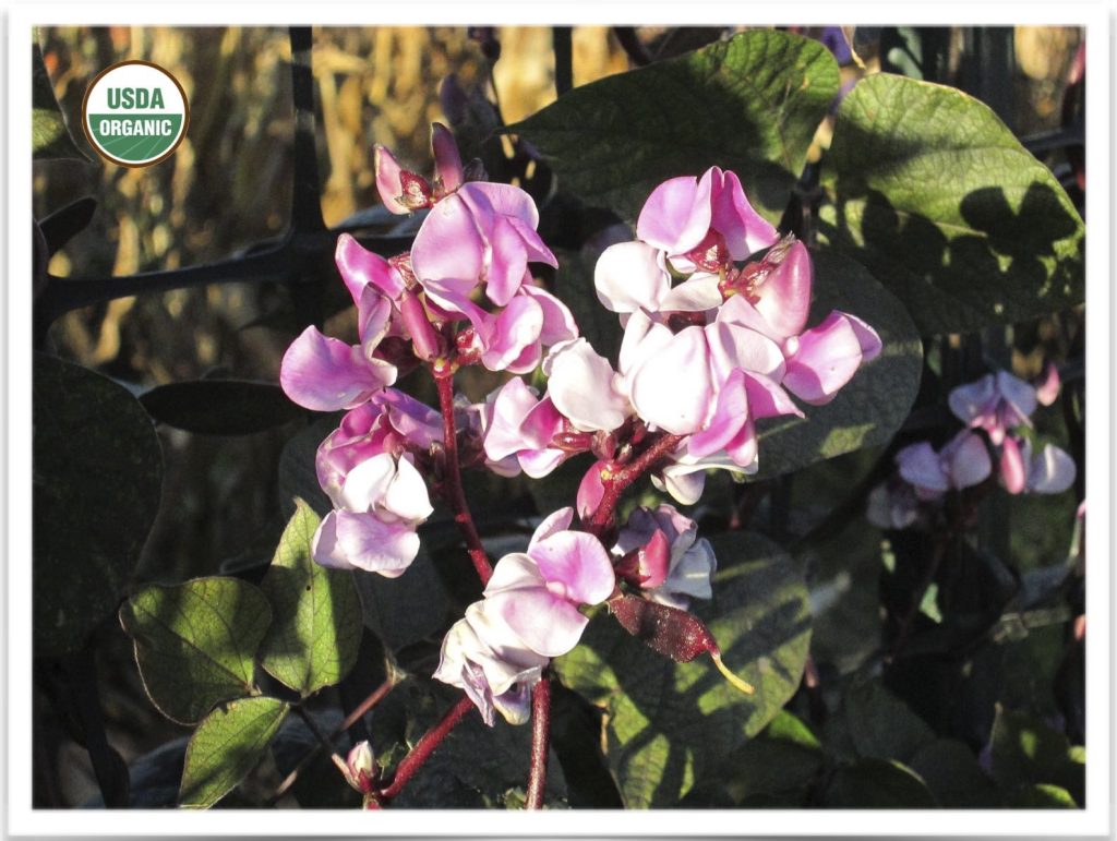 Seeds With a Story: Prairie Road Organic Seed | TSLN.com