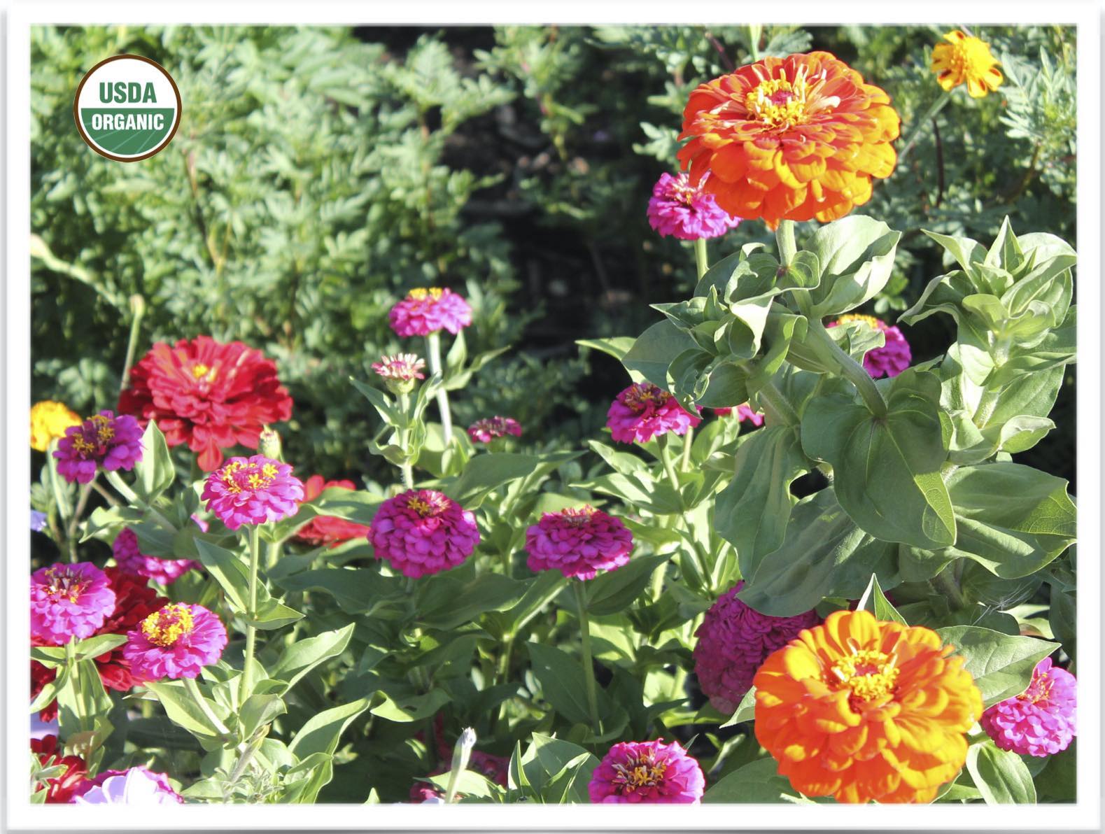 Seeds With a Story: Prairie Road Organic Seed | TSLN.com