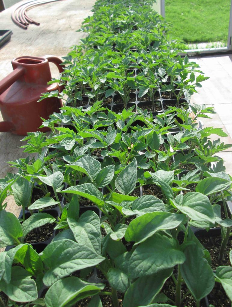 Seeds With a Story: Prairie Road Organic Seed | TSLN.com