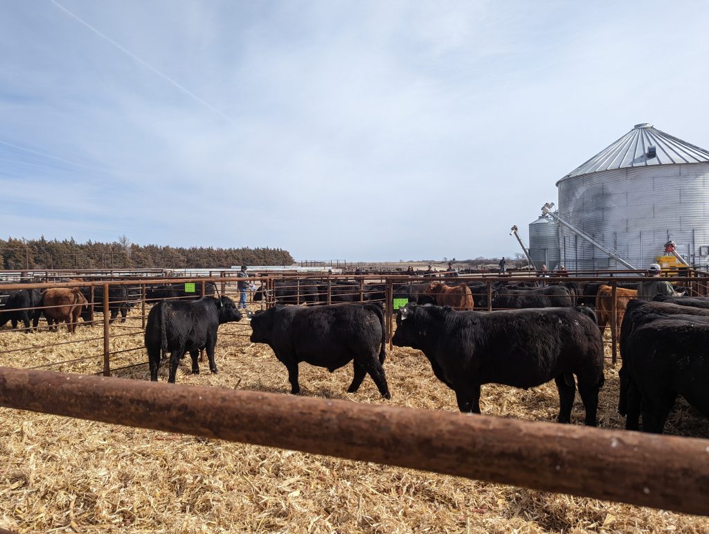 Swanson Cattle Company 38th Annual Production Sale | TSLN.com