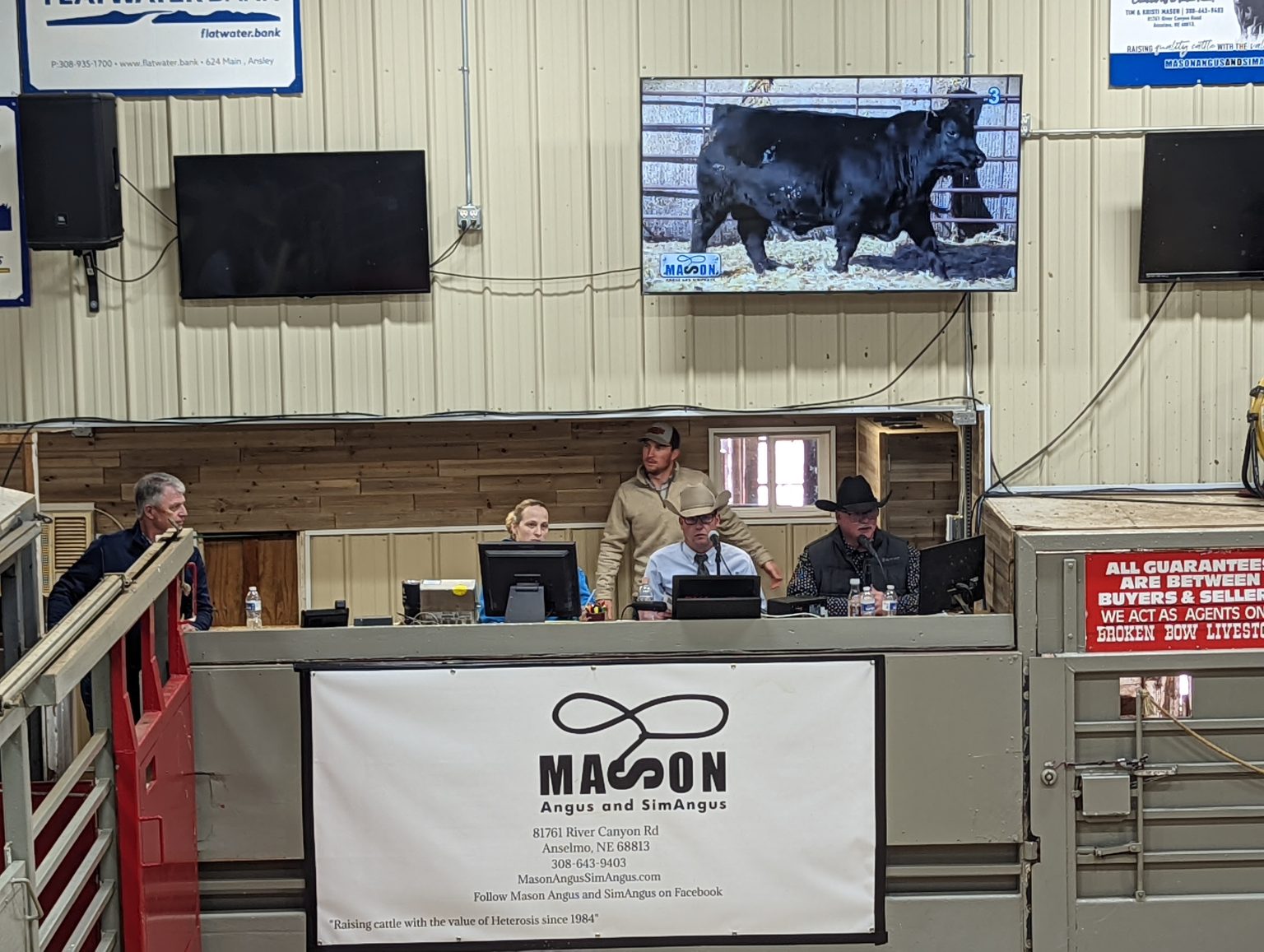 Mason Angus and SimAngus Annual Bull & Female Sale | TSLN.com