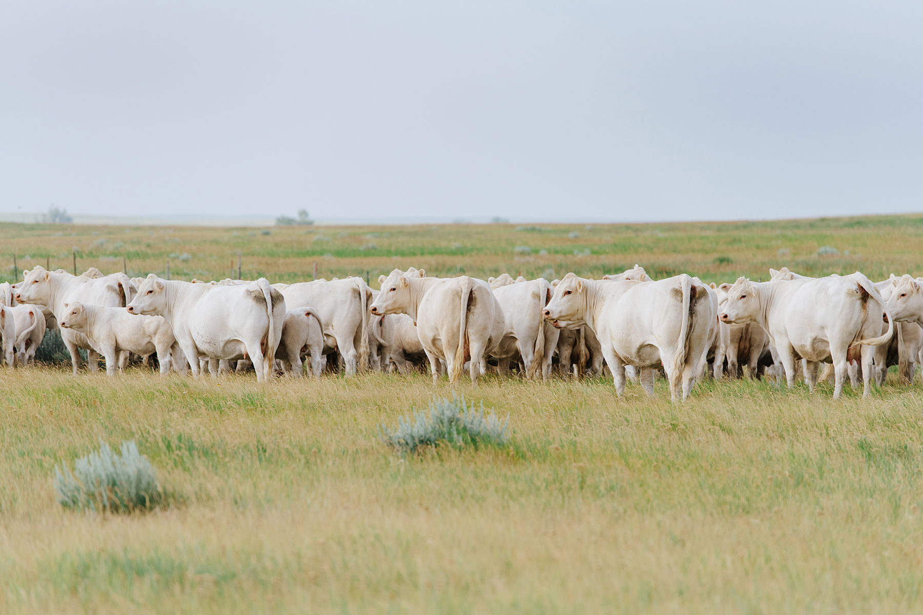 Lindskov-Thiel Ranch: 34 years of business and friendship | TSLN.com