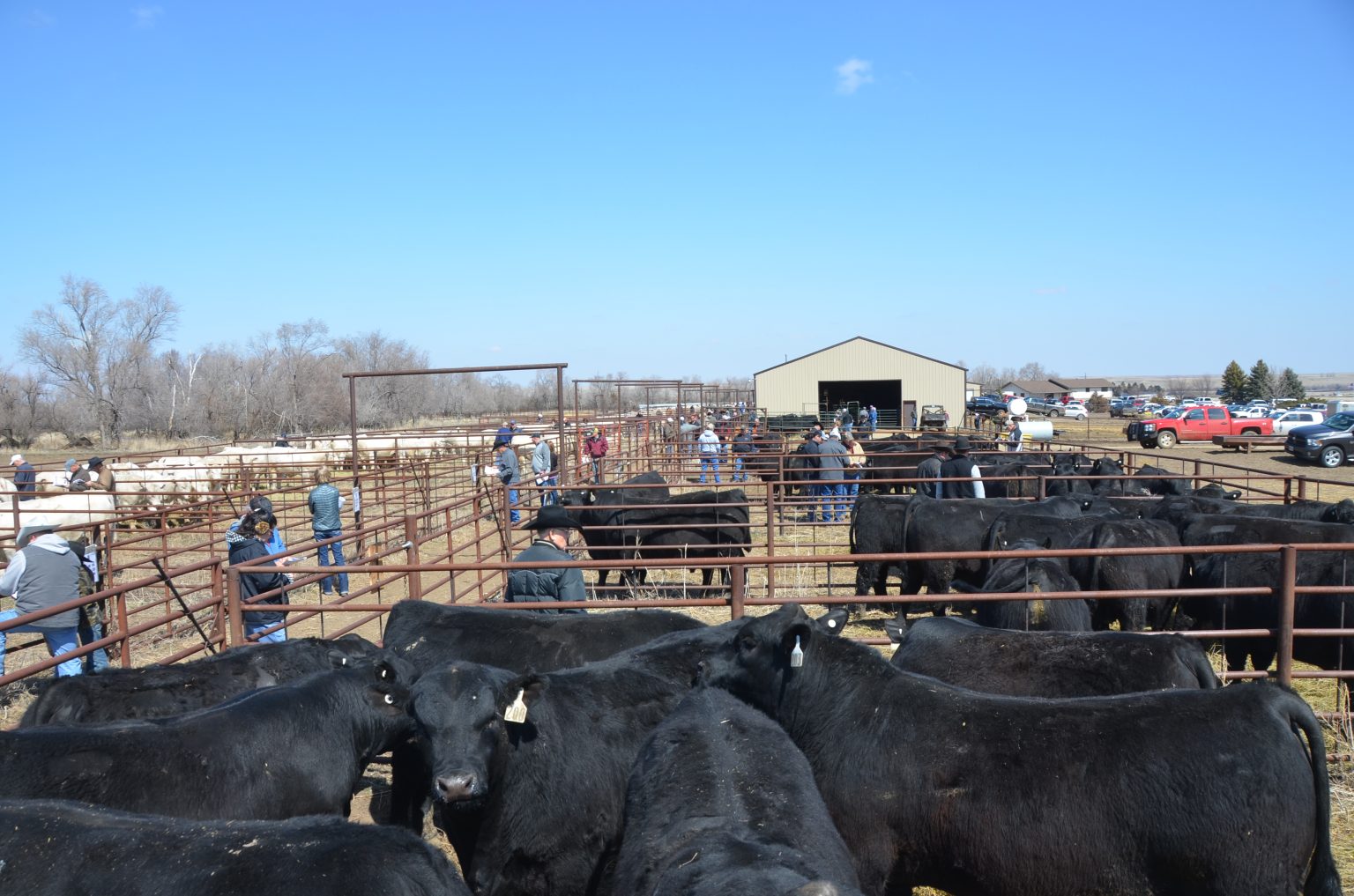 Lindskov-Thiel Ranch: 34 years of business and friendship | TSLN.com