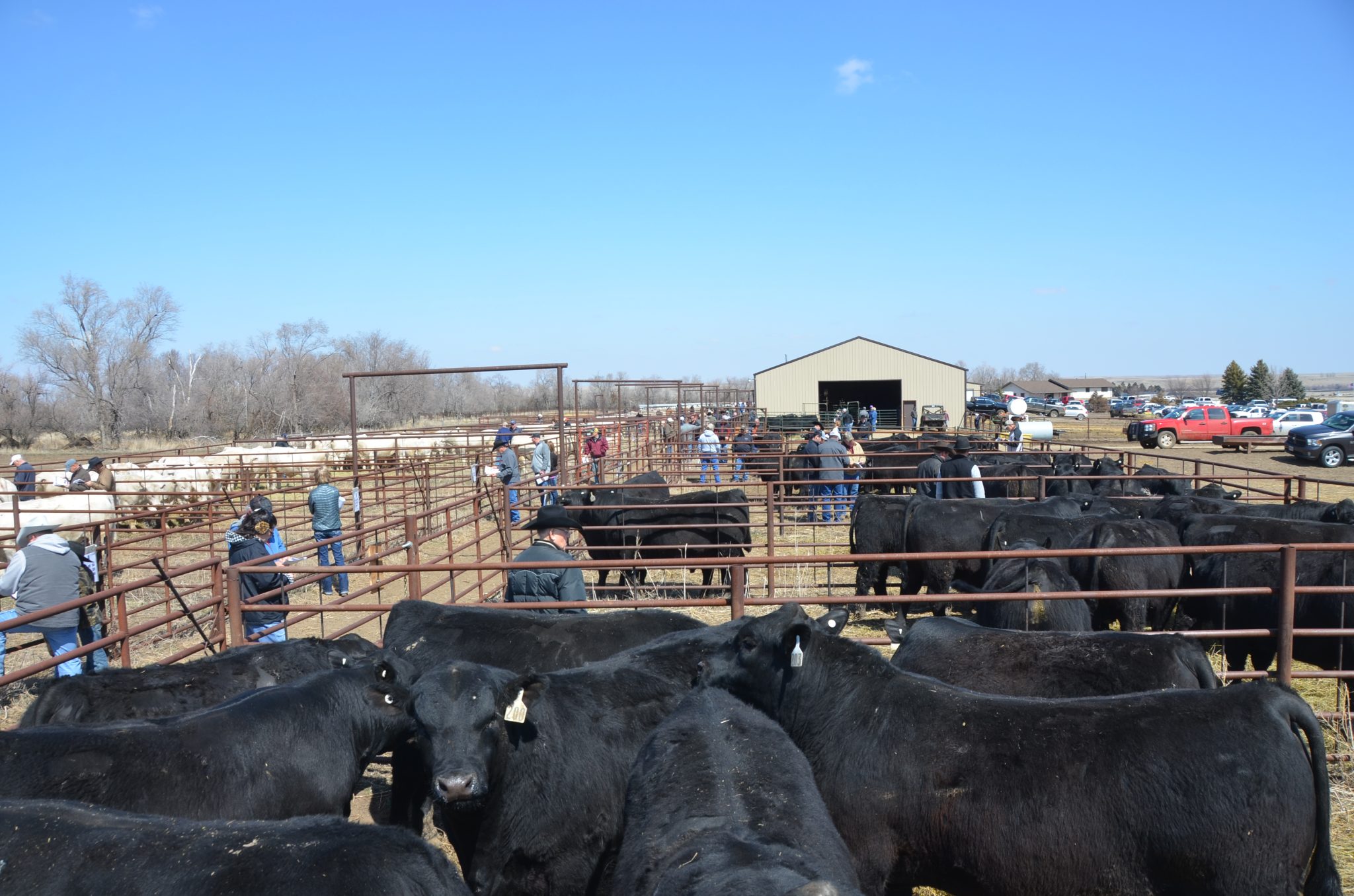 Lindskov-Thiel Ranch: 34 years of business and friendship | TSLN.com