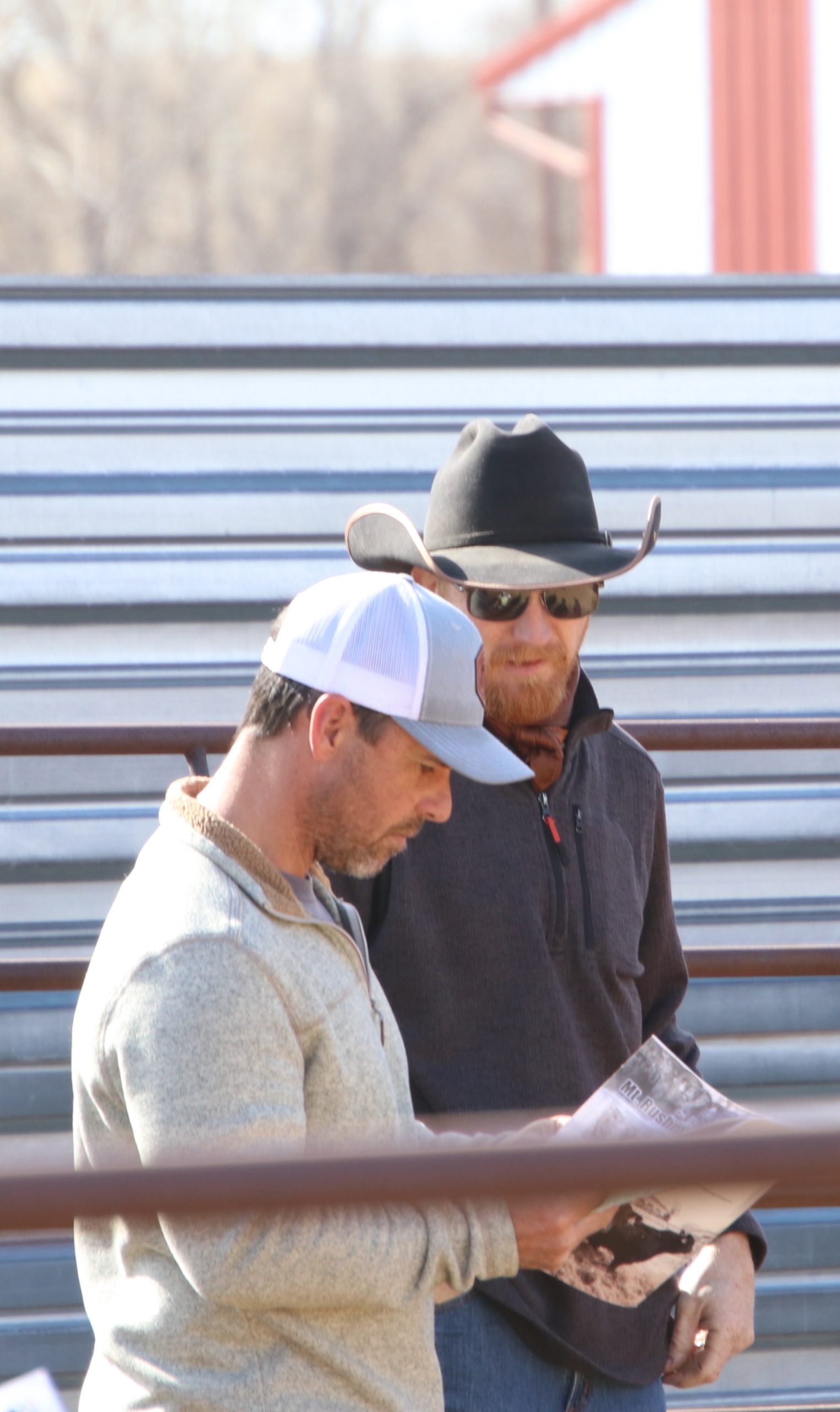 Mt. Rushmore Angus | TSLN.com