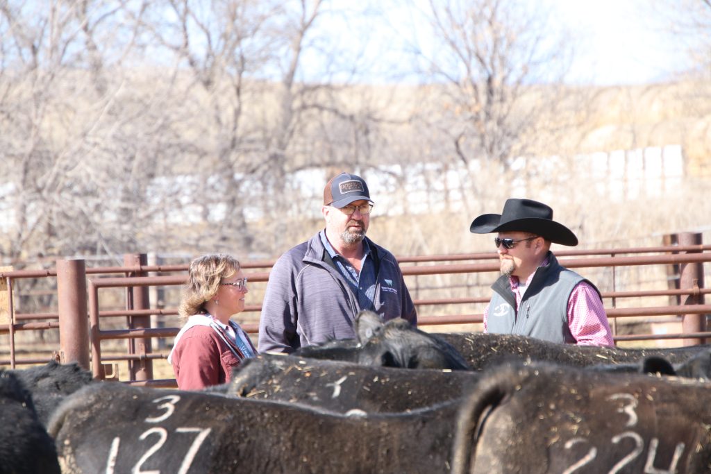 Mt. Rushmore Angus | TSLN.com