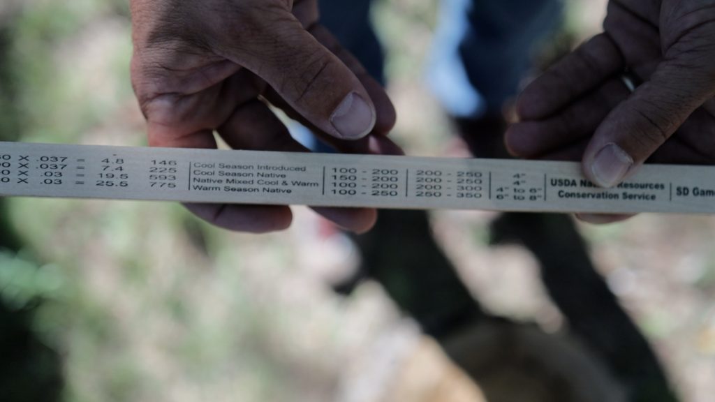 2024 Forage | Assessing Pasture Forage: What’s in Your Field? | TSLN.com