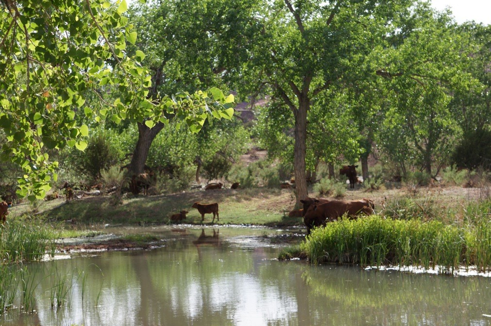 2024 Forage | Maintaining Forage for Livestock and Wildlife | TSLN.com
