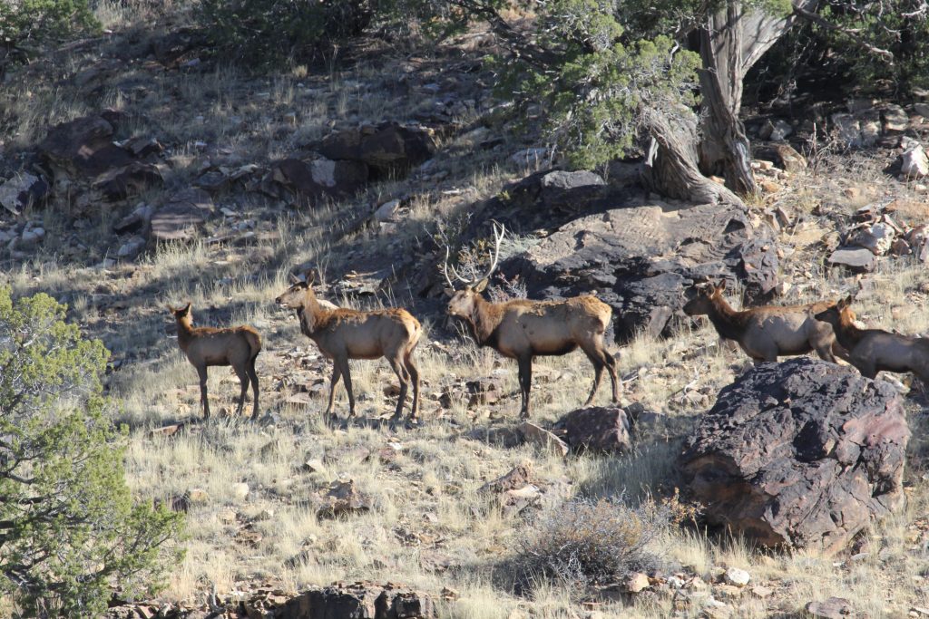 2024 Forage | Maintaining Forage for Livestock and Wildlife | TSLN.com