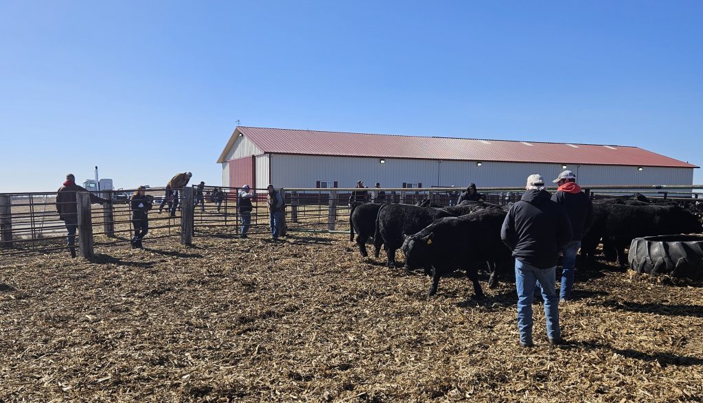 3C/NLC 53rd Annual Bull Sale | TSLN.com