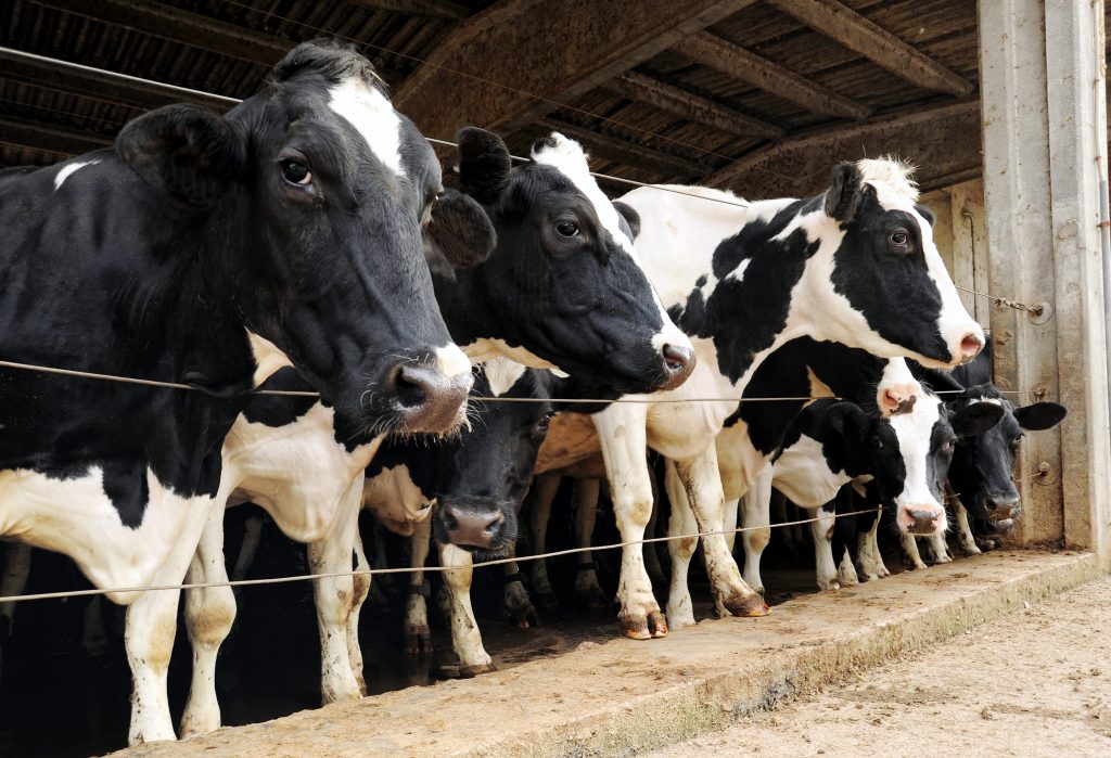 Highly Pathogenic Avian Influenza Confirmed in U.S. Dairy Cattle | TSLN.com