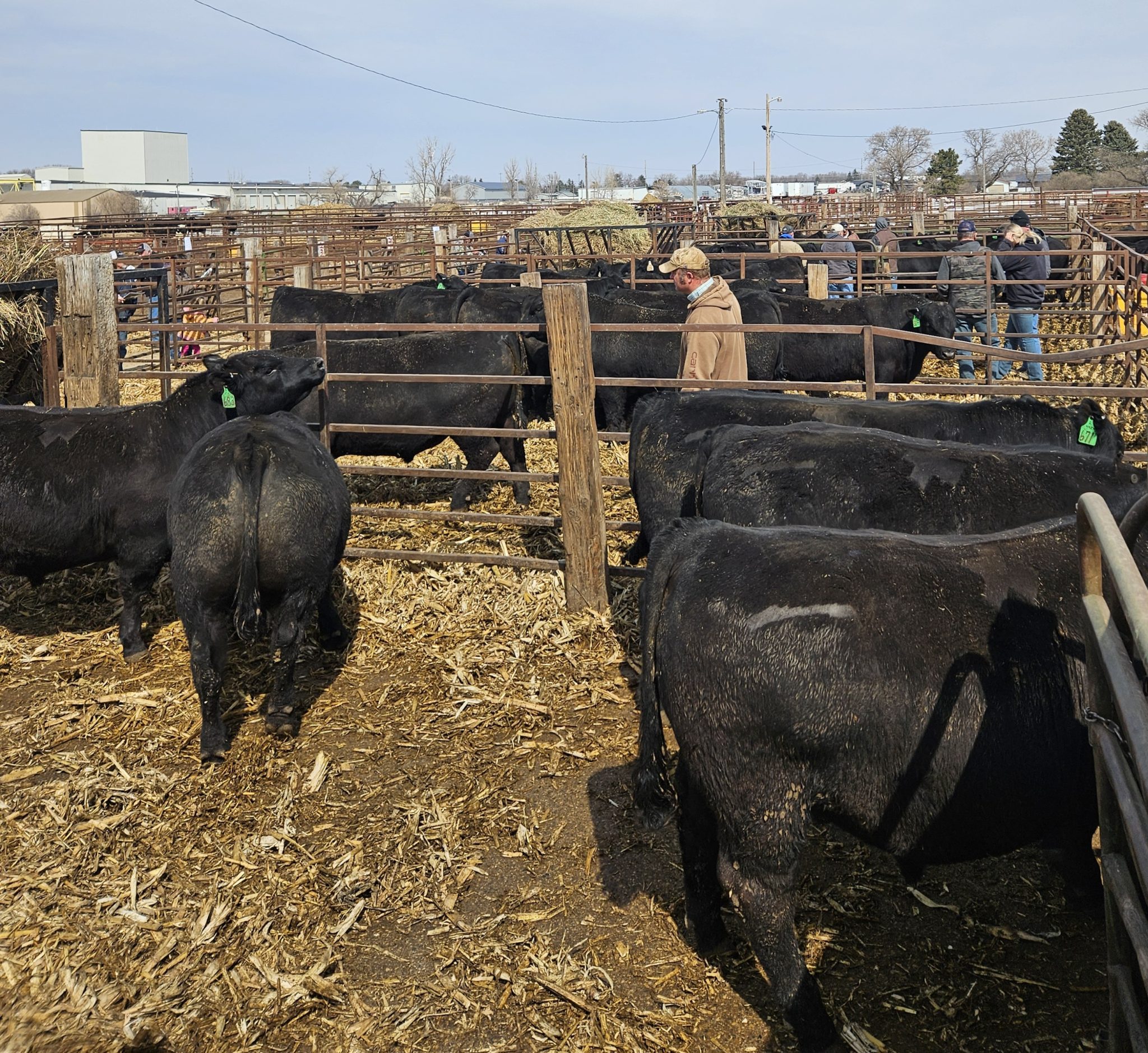 Miller Angus Farms | TSLN.com