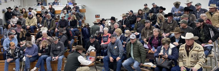 Sitz Angus The Maternal Prefix 22nd Annual Spring Bull Sale | TSLN.com