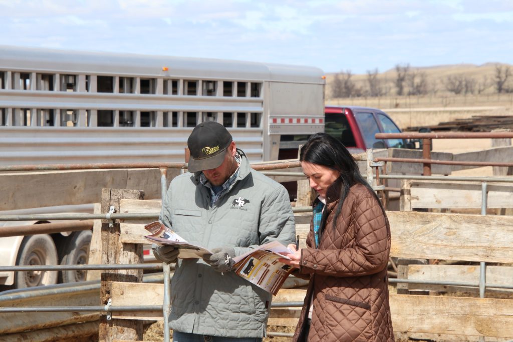 Wilson Ranch SimAngus/Jenson Ranch SimAngus Transition Sale | TSLN.com