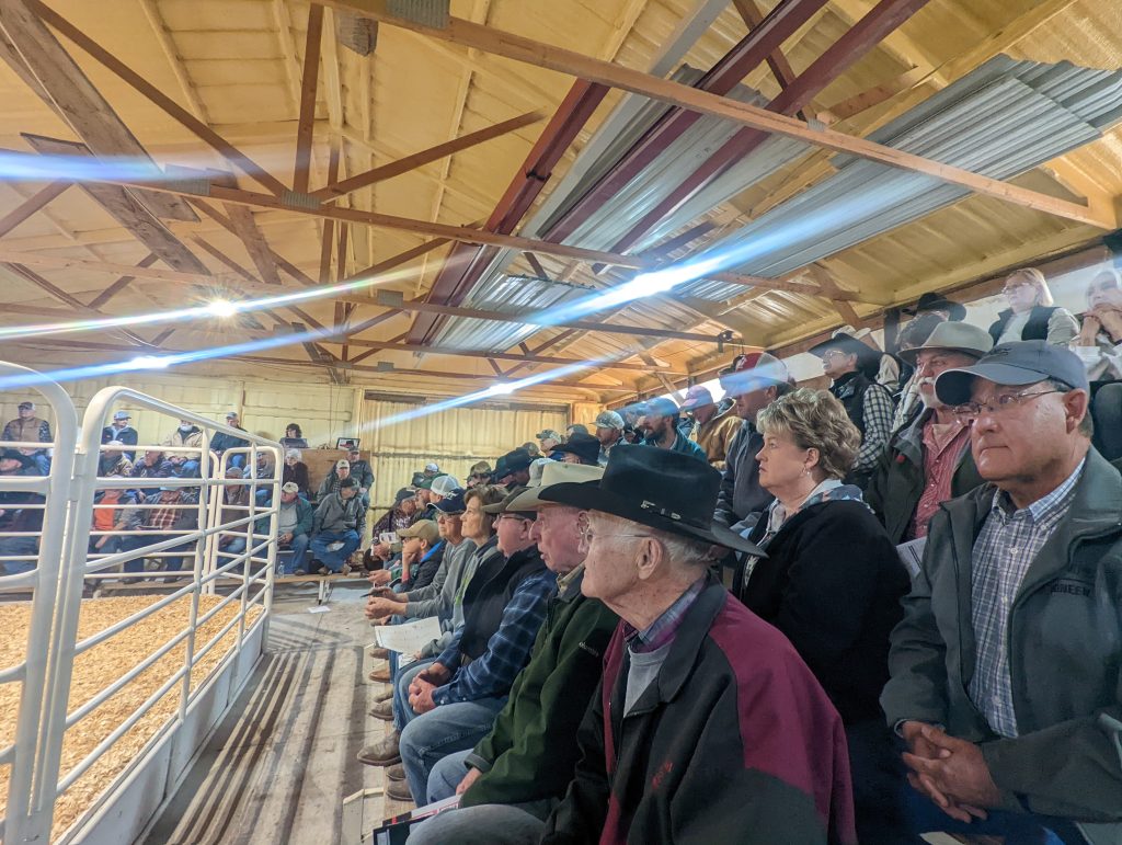 Daigger-Orr Angus 36th Annual Production Sale | TSLN.com