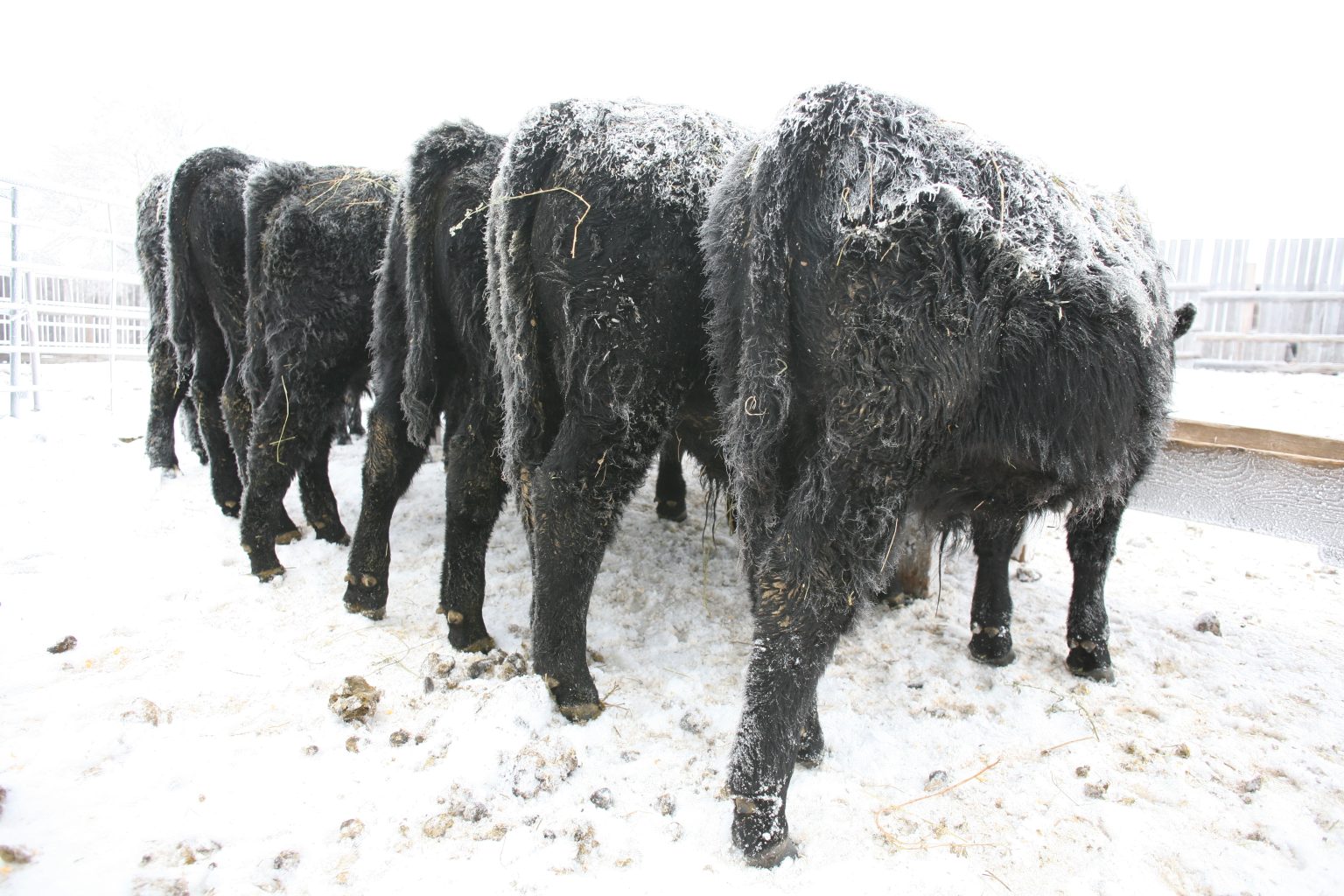 UNL contributes to the identification of new genetic defects in cattle ...