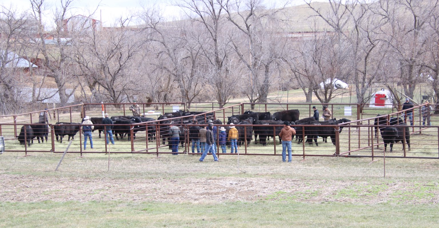 Turtle Creek Angus & Ingalls Centennial Angus Annual Production Sale ...