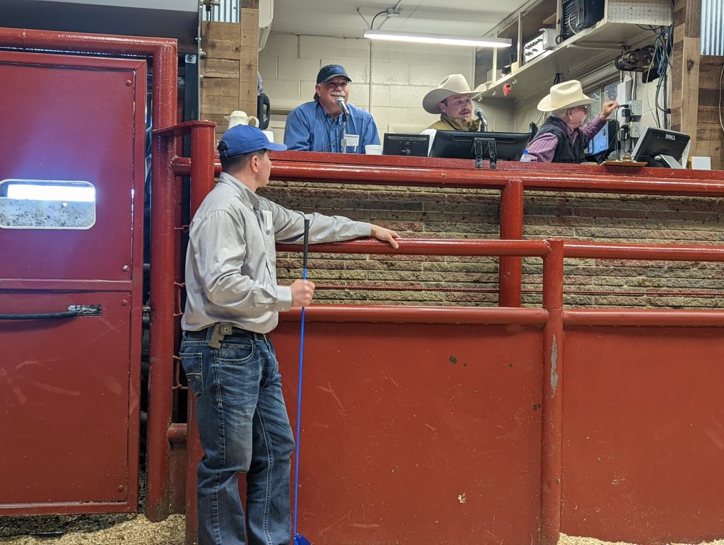 Sellman Ranch Annual Production Sale | TSLN.com