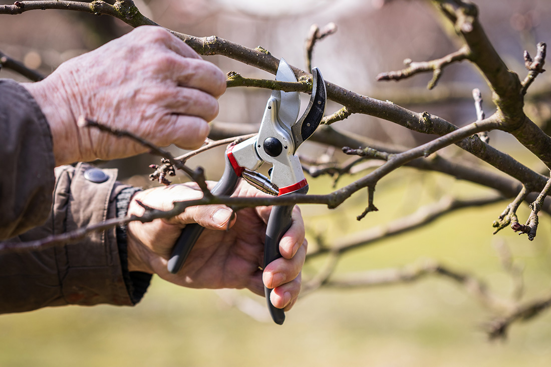 Preparing for Pruning | TSLN.com