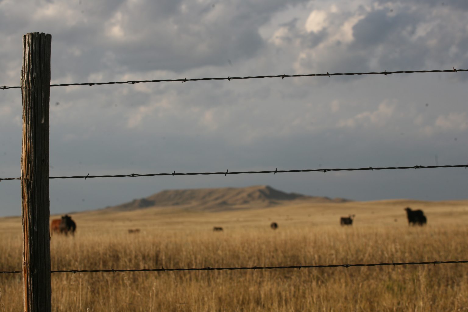 Don’t Fence Me In! | TSLN.com