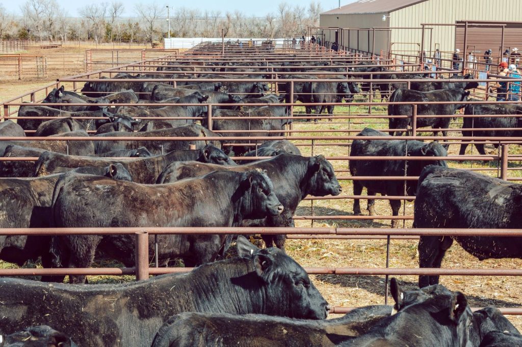 Lindskov LT Ranch “World Renowned Genetics” 43rd Annual Bull Sale ...