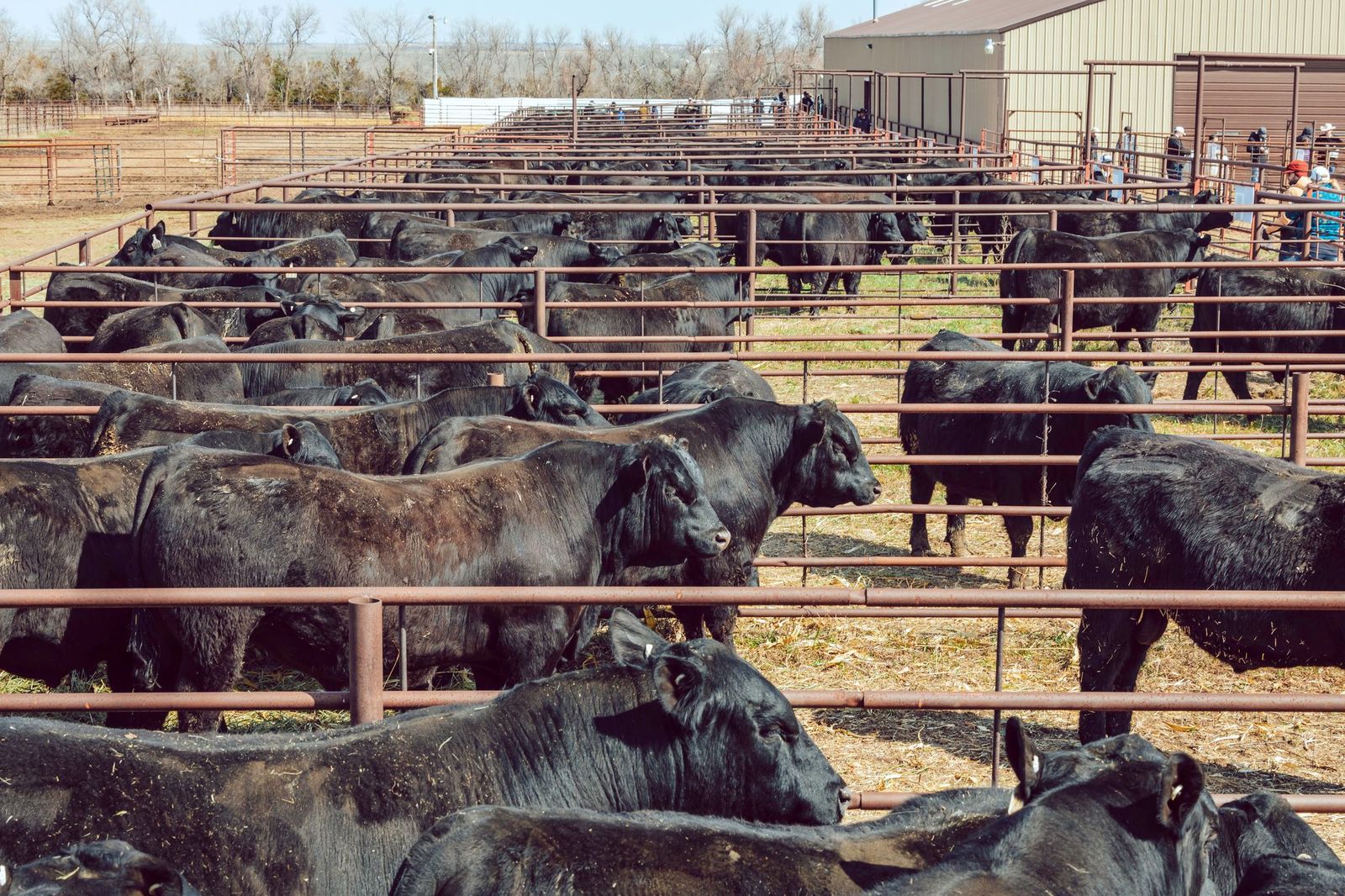 Lindskov LT Ranch “World Renowned Genetics” 43rd Annual Bull Sale ...
