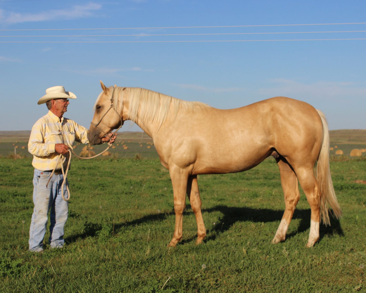 75 Year Breeding Legacy: Golliher Quarter Horses | TSLN.com
