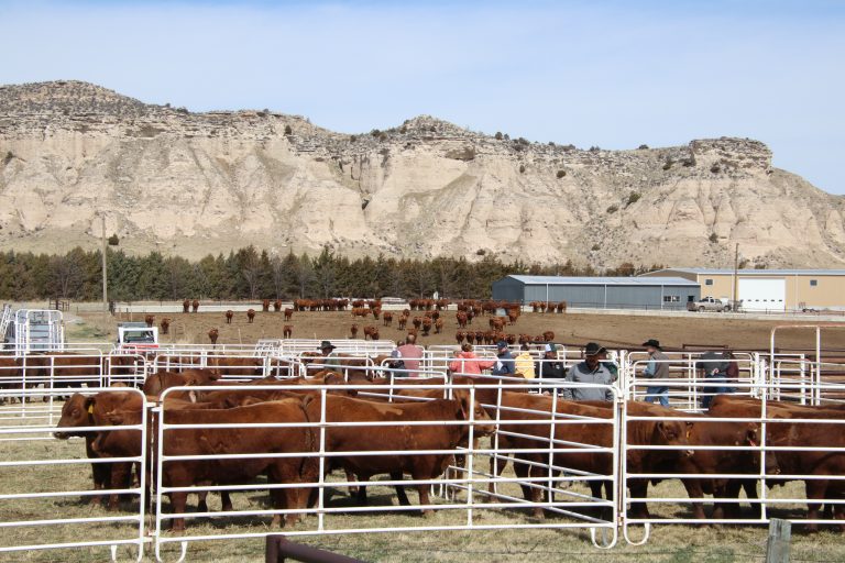 Schuler Red Angus | TSLN.com