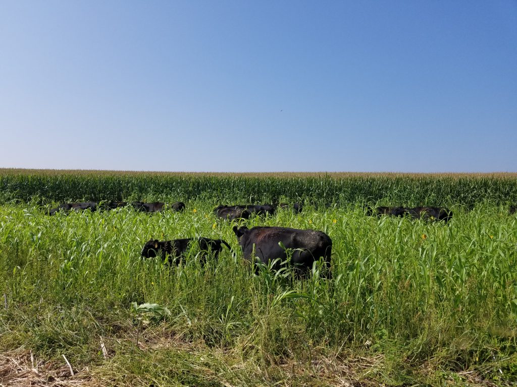 Grazing livestock on cropland pays off - Berthold Farmers