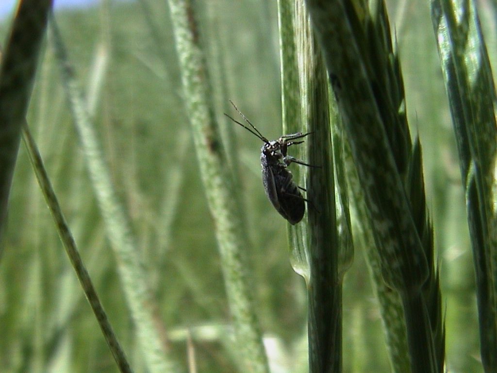 UW Extension Releases New Publication: “What to Do about Those Pesky ...