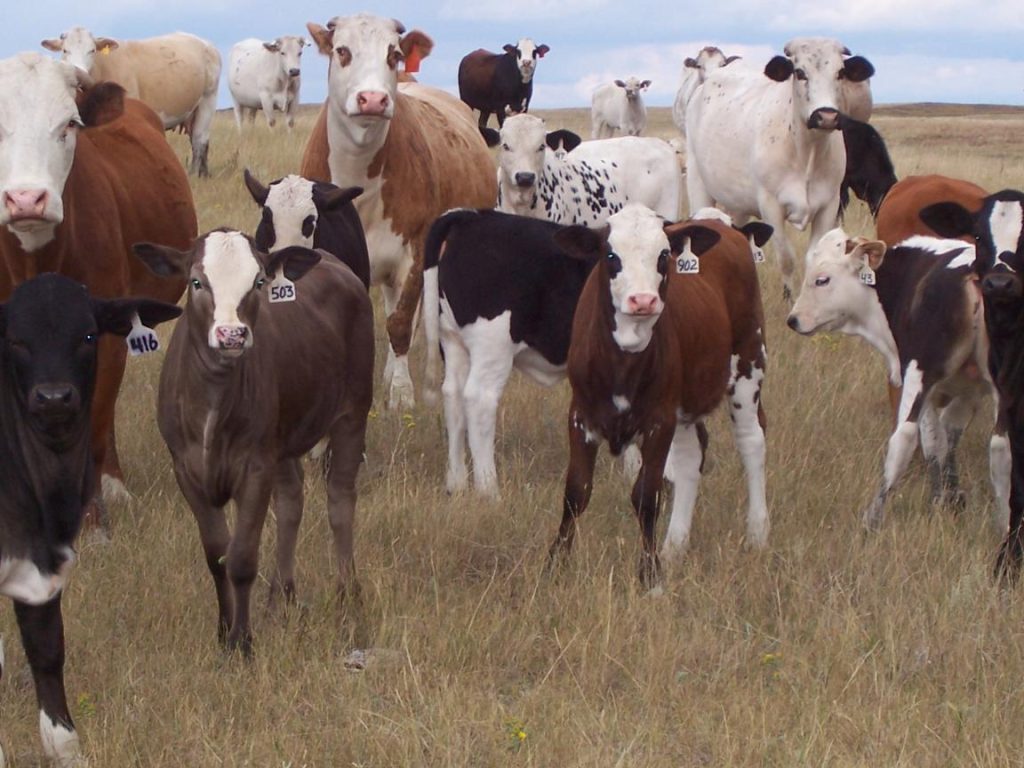 Out West Events 2024 | In the Bull Pen: Breeding, Raising and Growing ...