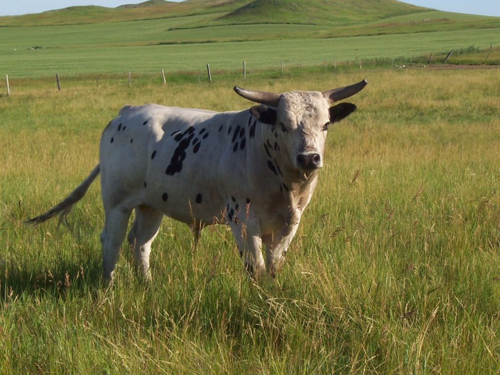 Out West Events 2024 | In the Bull Pen: Breeding, Raising and Growing ...