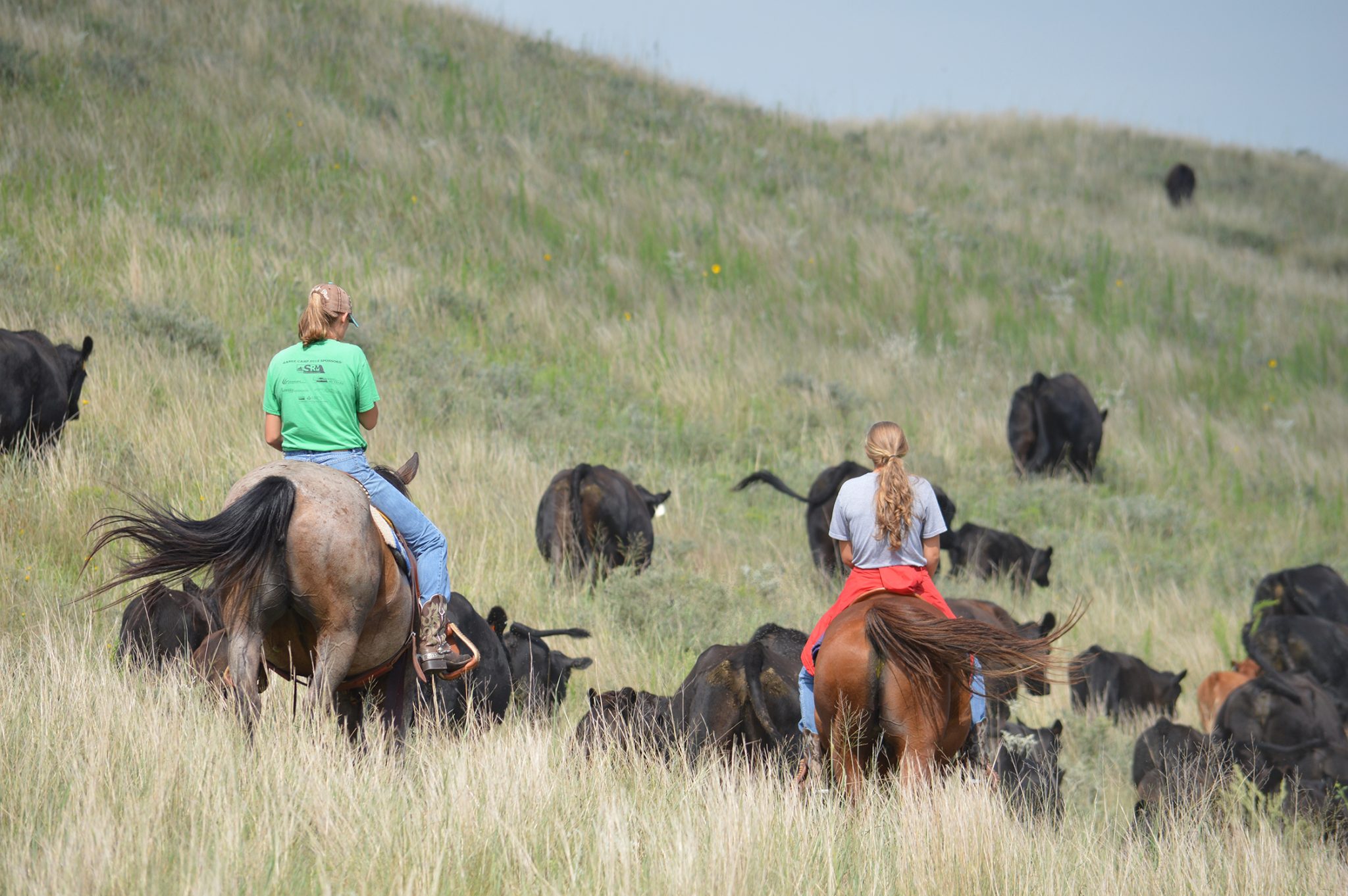 Nebraska Extension’s ‘Herd That!’ conference in North Platte to focus ...