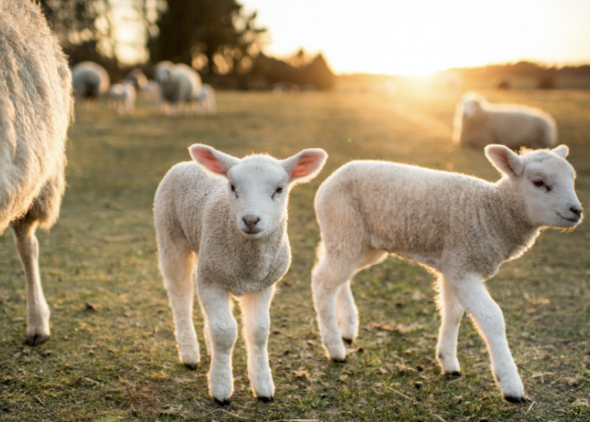 Speer: Protectionists Plagued By Wool Blindness | TSLN.com