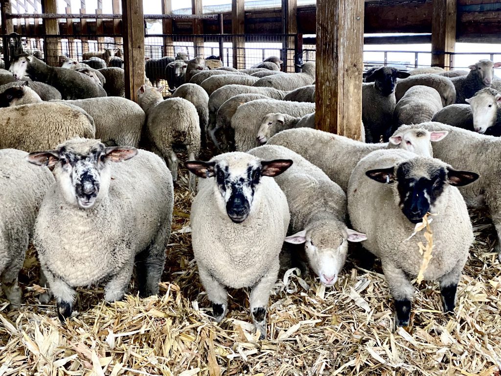 Lamb market outlook webinar set for July 10 | TSLN.com