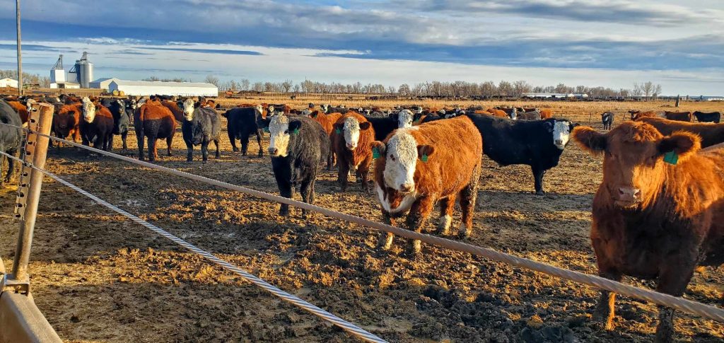 Colorado Slaughterhouse ban vote sets tone for local food, innovation ...